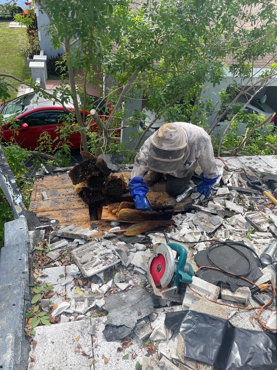 Everything You Need to Know About Honey Bees Roof Infestation